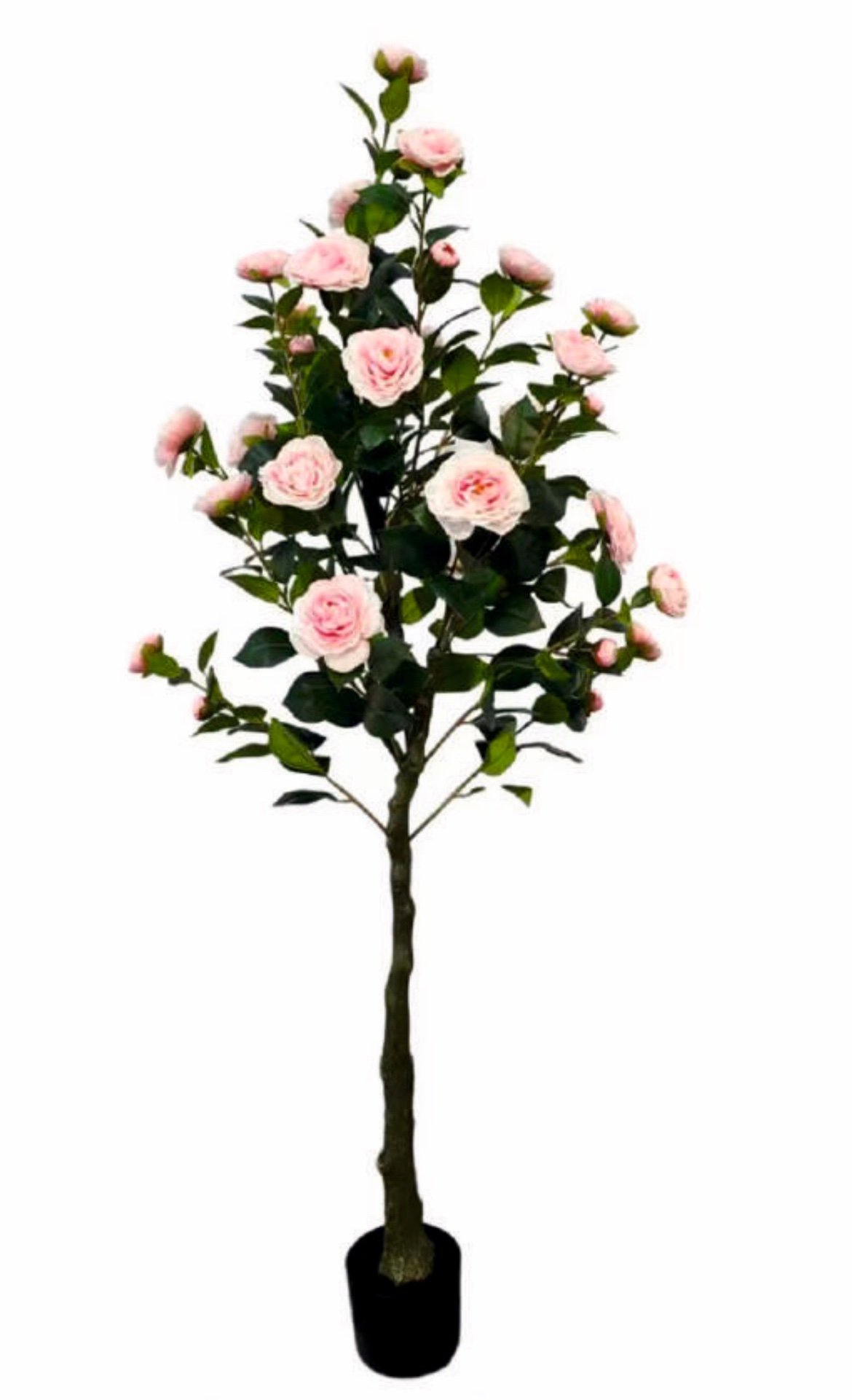 1.5m Pink Rose Tree in Pot - Greenaryworld.com