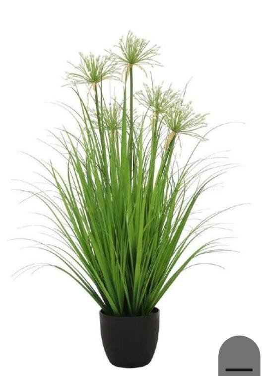 Angelica Grass - Greenaryworld.com